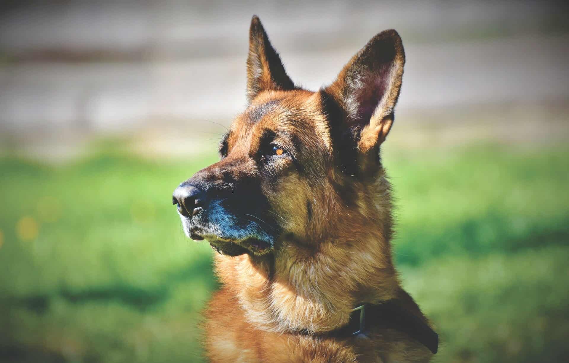 Top 5 Best Personal Protection Dogs | Scott's Police K9