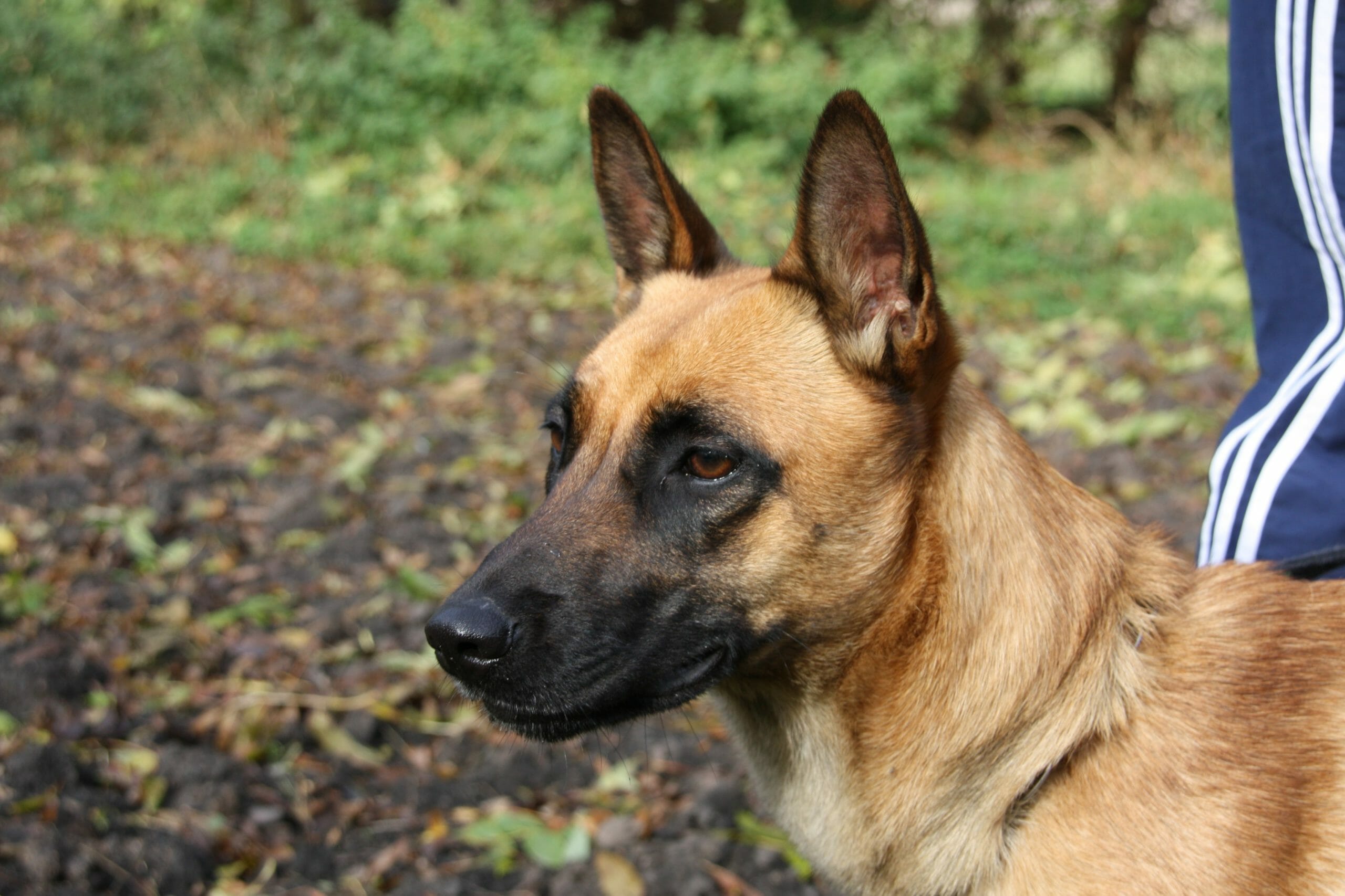 Is the Belgian Malinois a Family-Friendly Dog? | Scott's K9 LLC