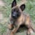 Trained Family Protection Dogs For Sale | Scott's Police K9