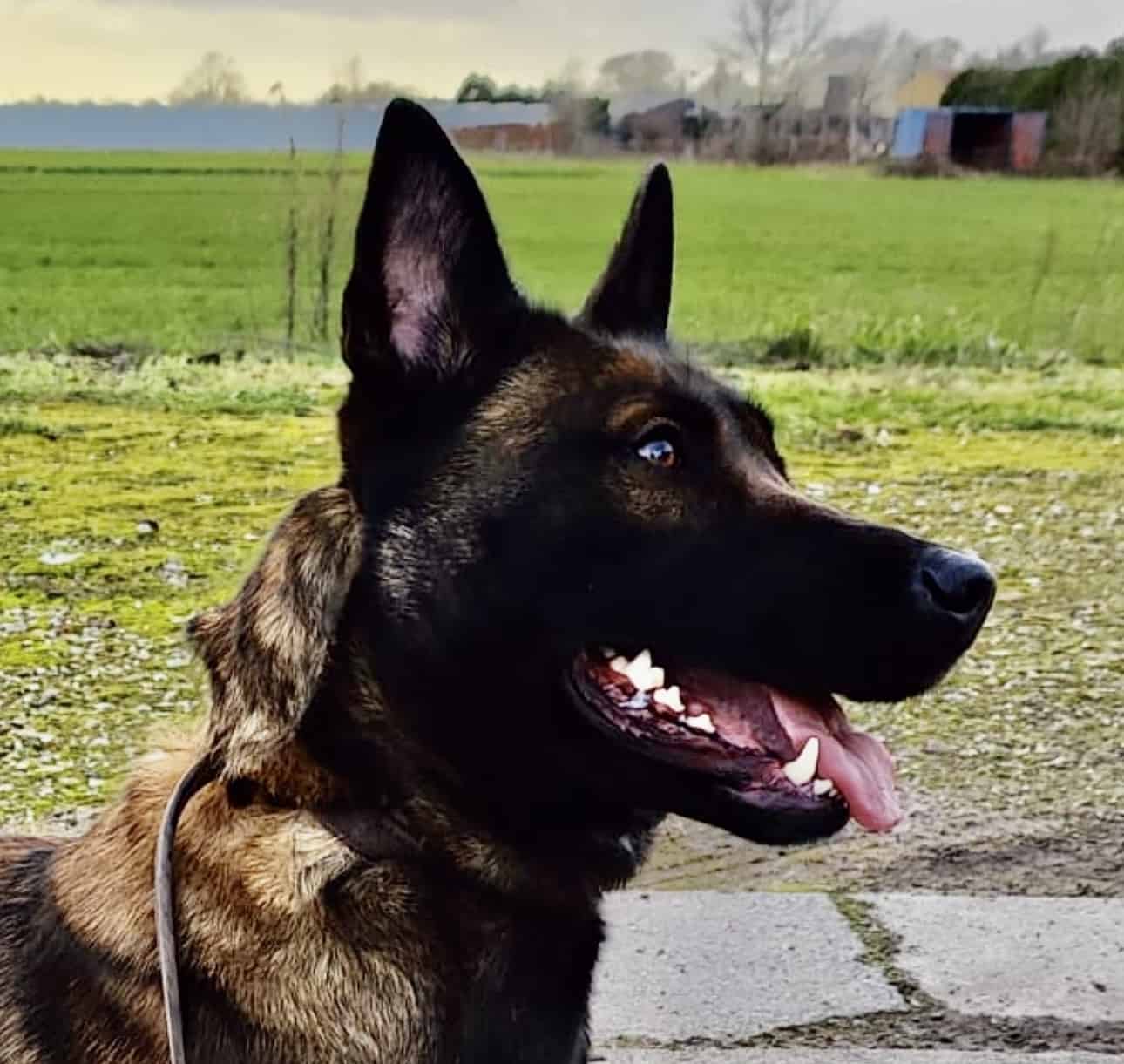 protection dogs for sale - Protection Dogs for Sale | Scott's K9