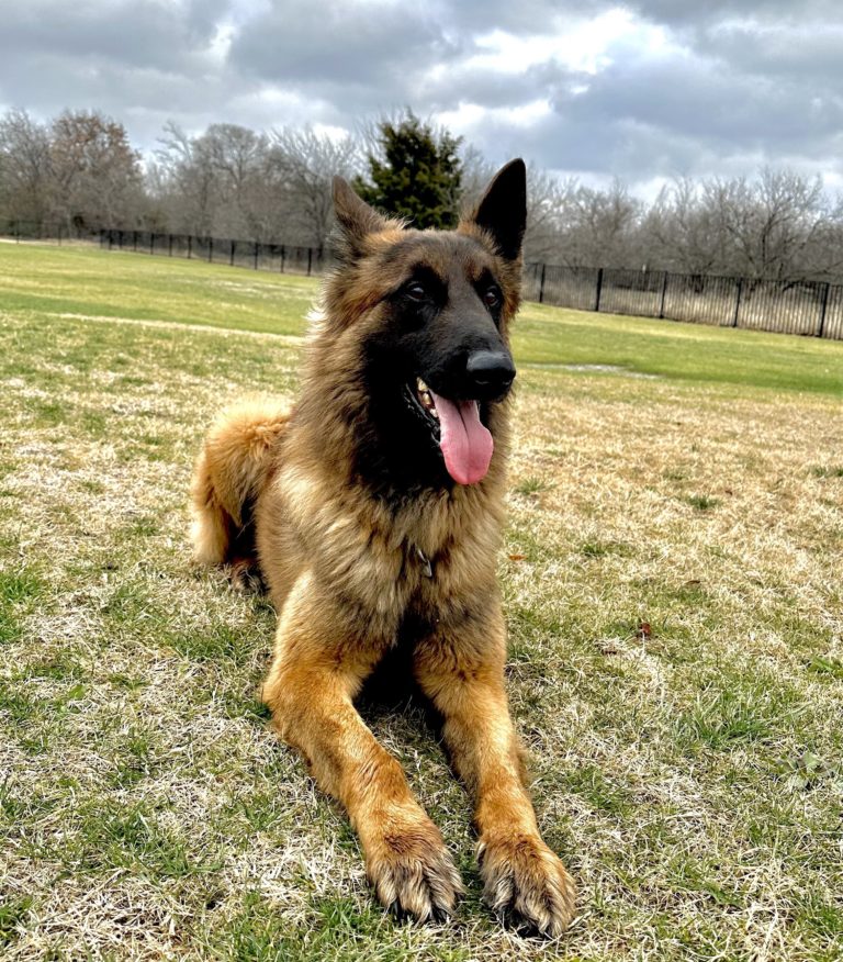 protection dogs for sale - Protection Dogs for Sale | Scott's K9