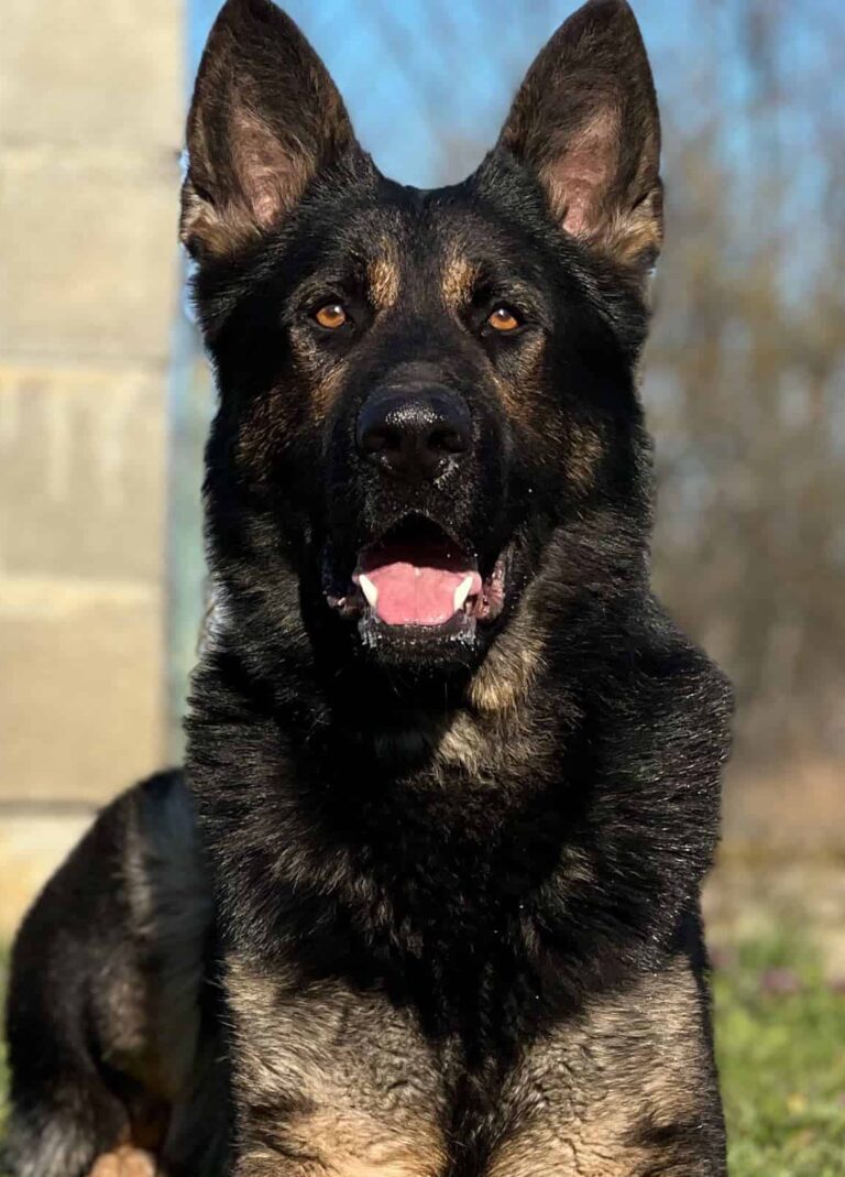 Protection Dogs For Sale | Scott's K9