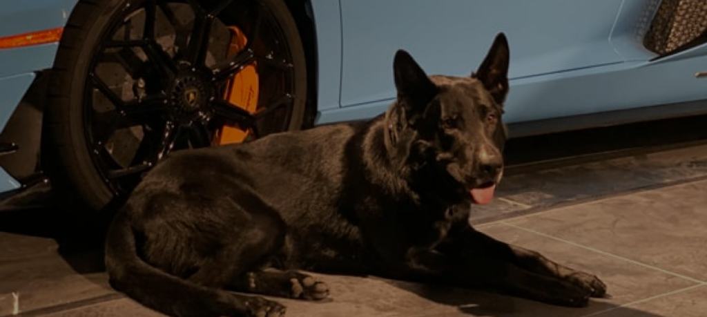 Protection Dogs For Sale | Scott's K9