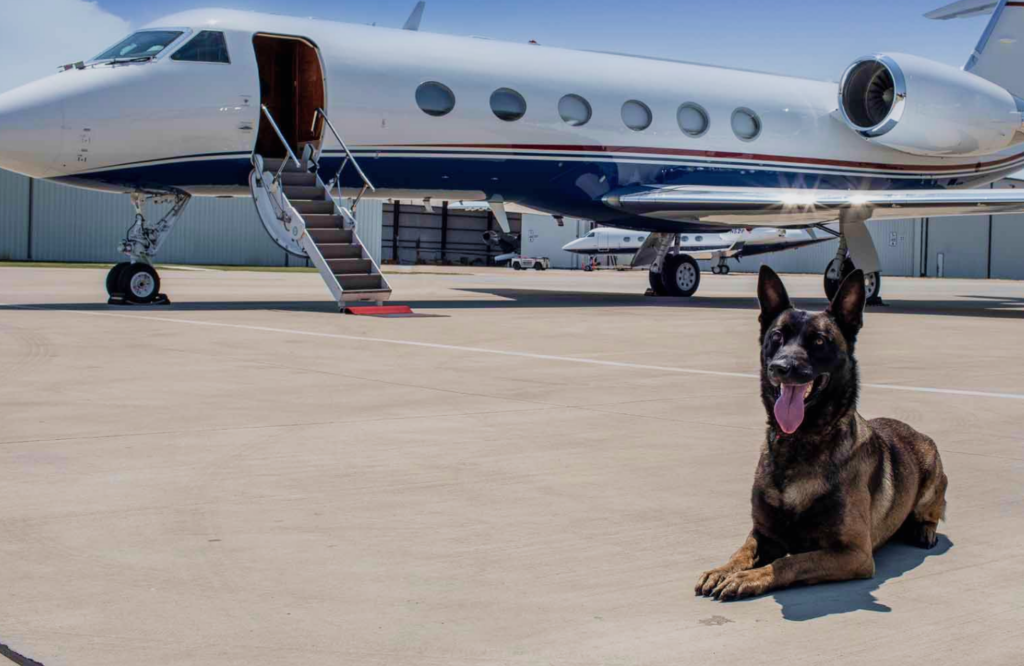 Protection Dogs For Sale | Scott's K9