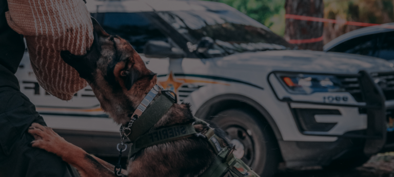 Protection Dogs For Sale | Scott's K9