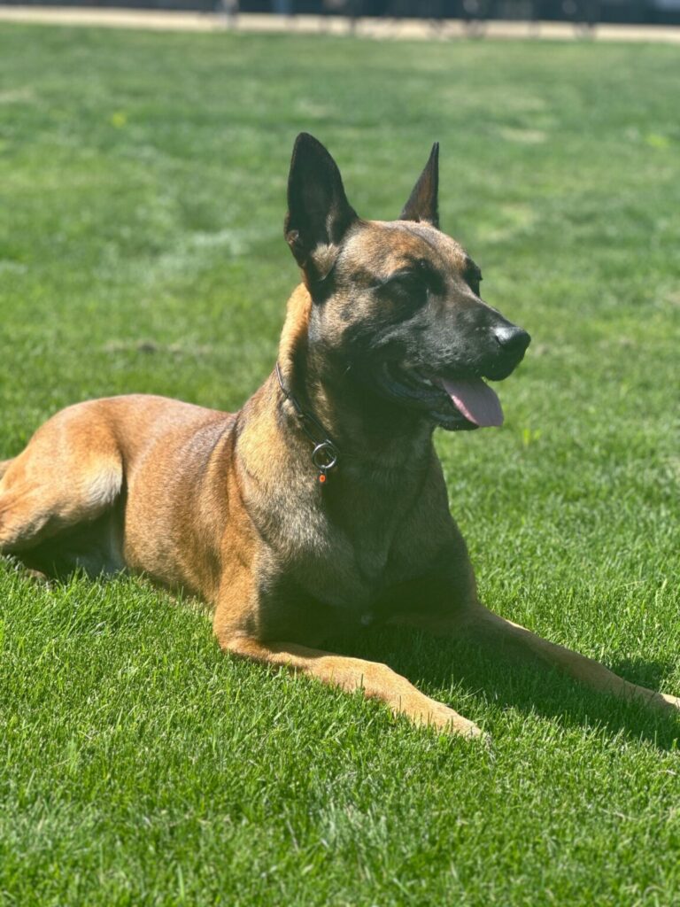 Protection Dogs For Sale | Scott's K9
