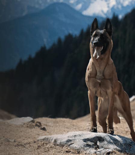 Executive Protection Dogs - Scott's K9 Story