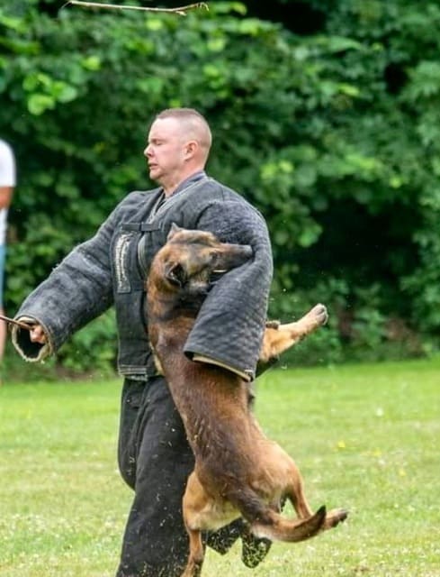 Elite Malinois Protection Dog Harry | Top 1% of the 1% | Expertly Trained