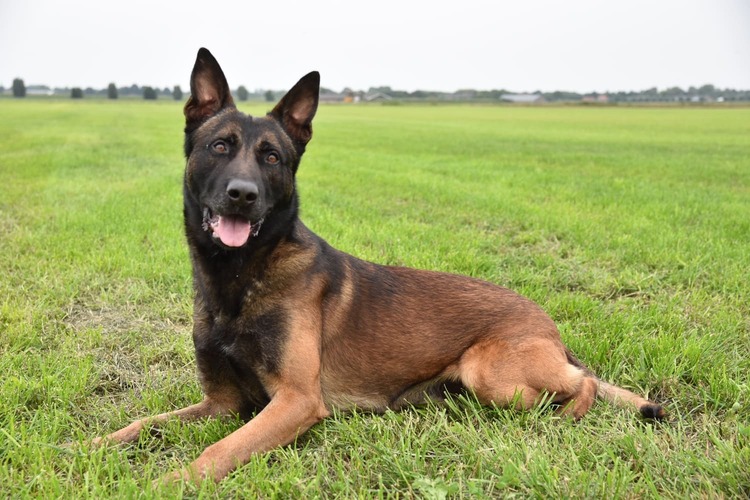 Elite Malinois Protection Dog Harry | Top 1% of the 1% | Expertly Trained