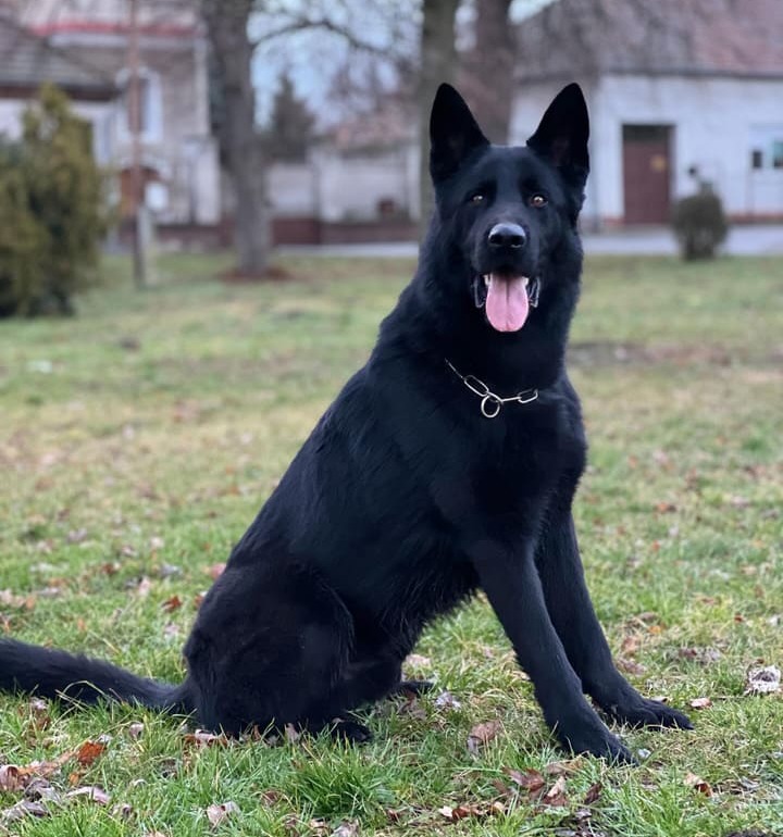 Elite Protection Dog Axel - Trained & Delivered by Scott's K9