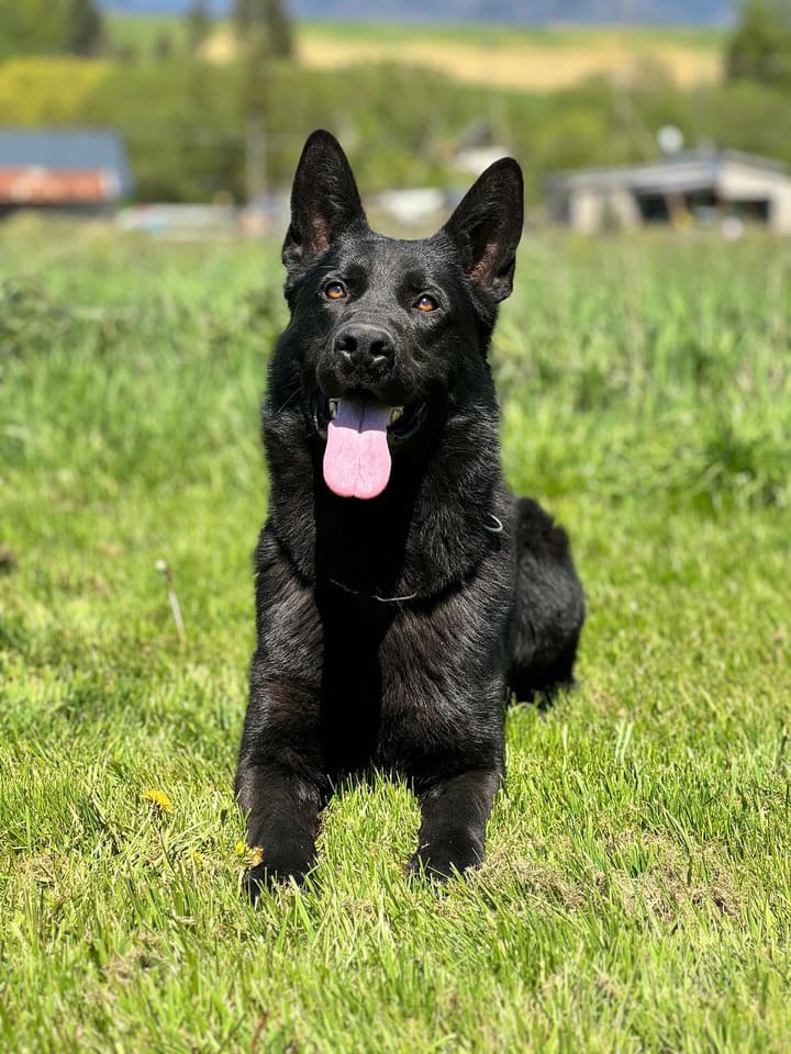 Elite Protection Dog Carlo - Trained & Delivered by Scott's K9