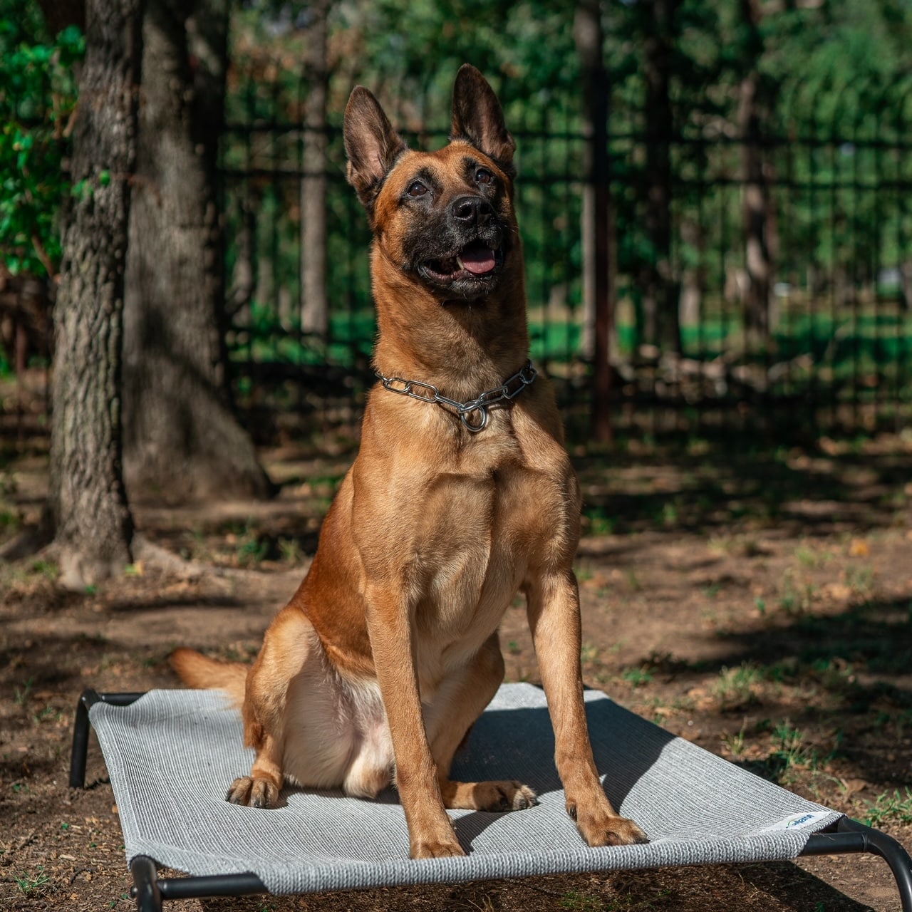 Meet Rolo, The Most Expensive Protection Dog Sold