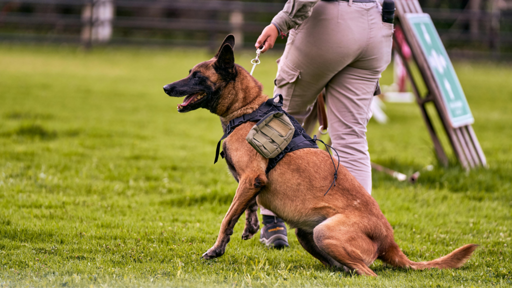 The Role of Bite Work in Protection Dog Training